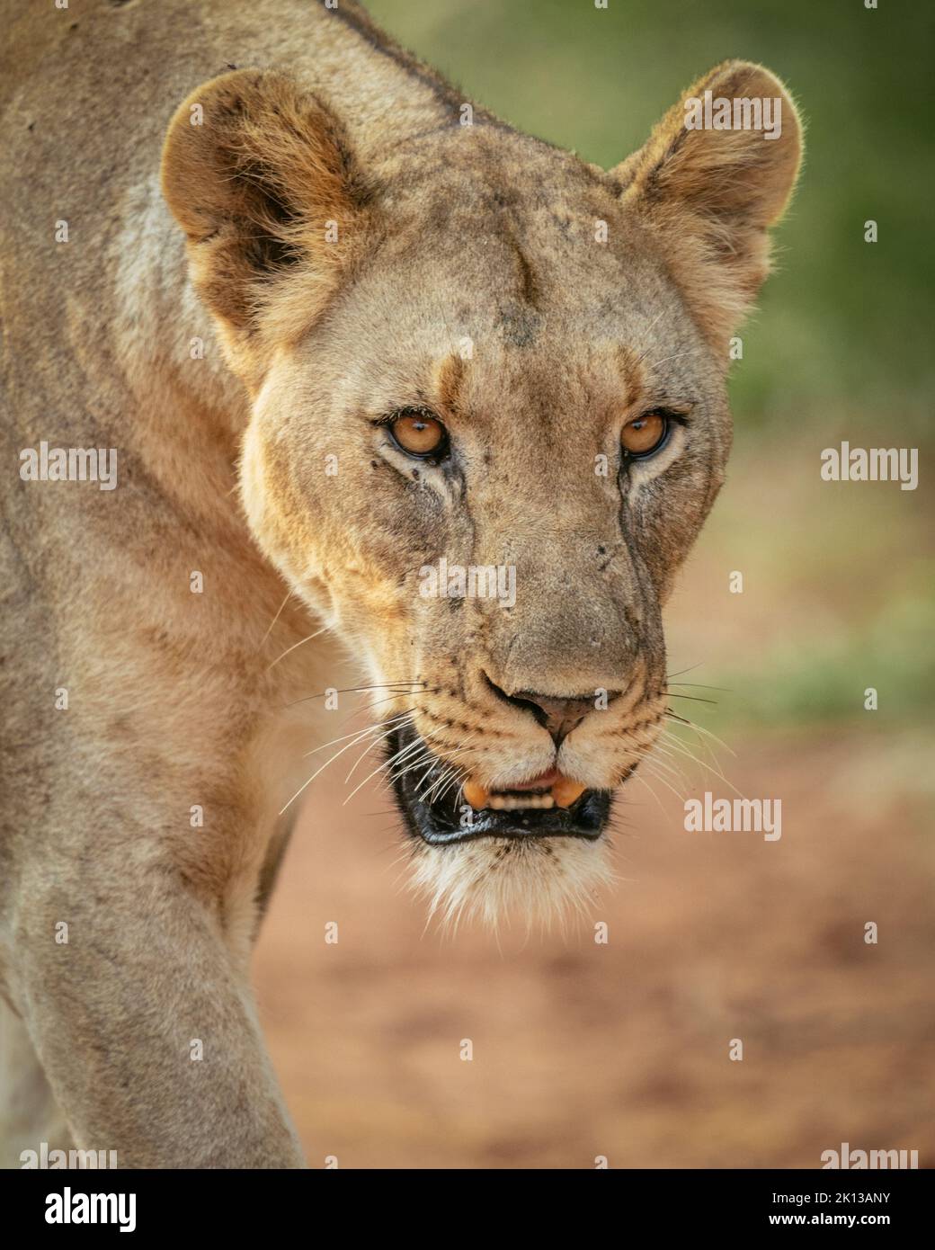 Lioness, Marataba, Marakele National Park, South Africa, Africa Stock ...