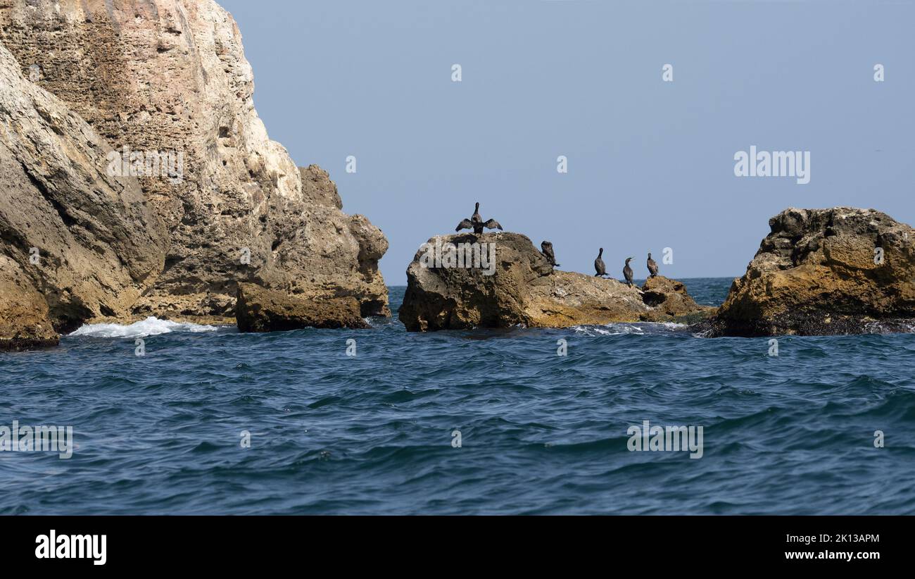 Super colony hi-res stock photography and images - Alamy