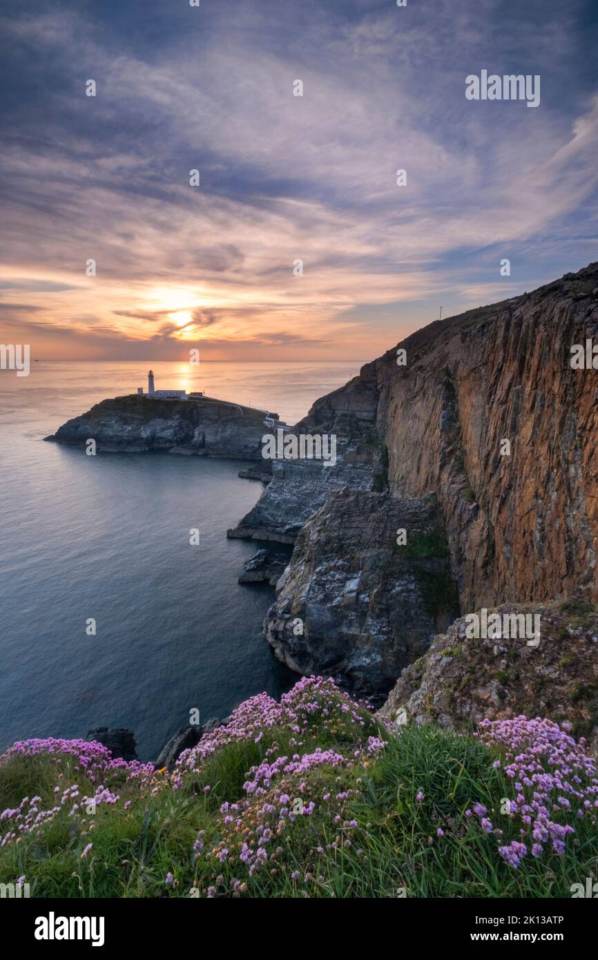 Wild flowers on the cliffs above South Stack lighthouse at sunset ...