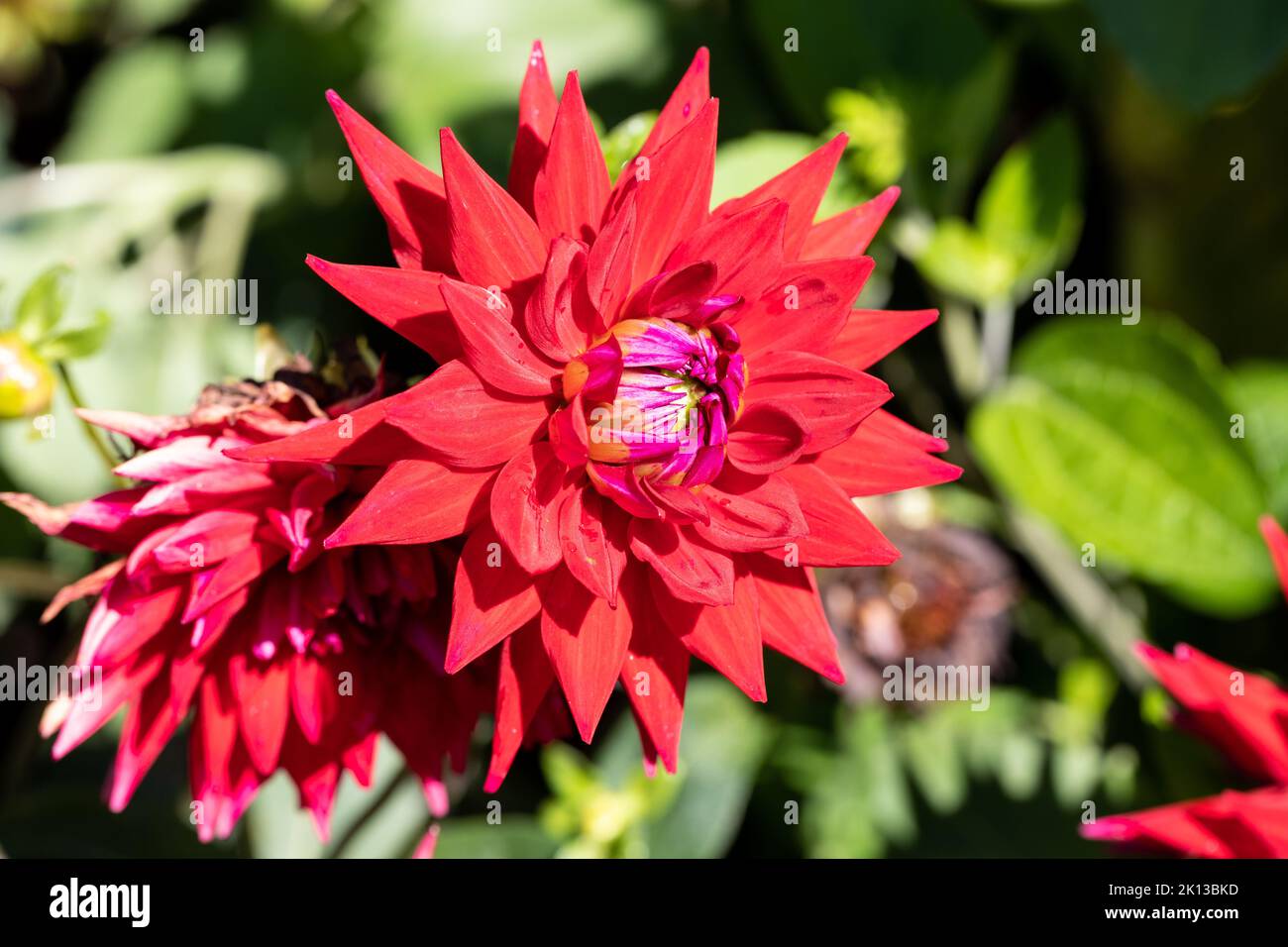 Red Dahlia flowers Stock Photo - Alamy