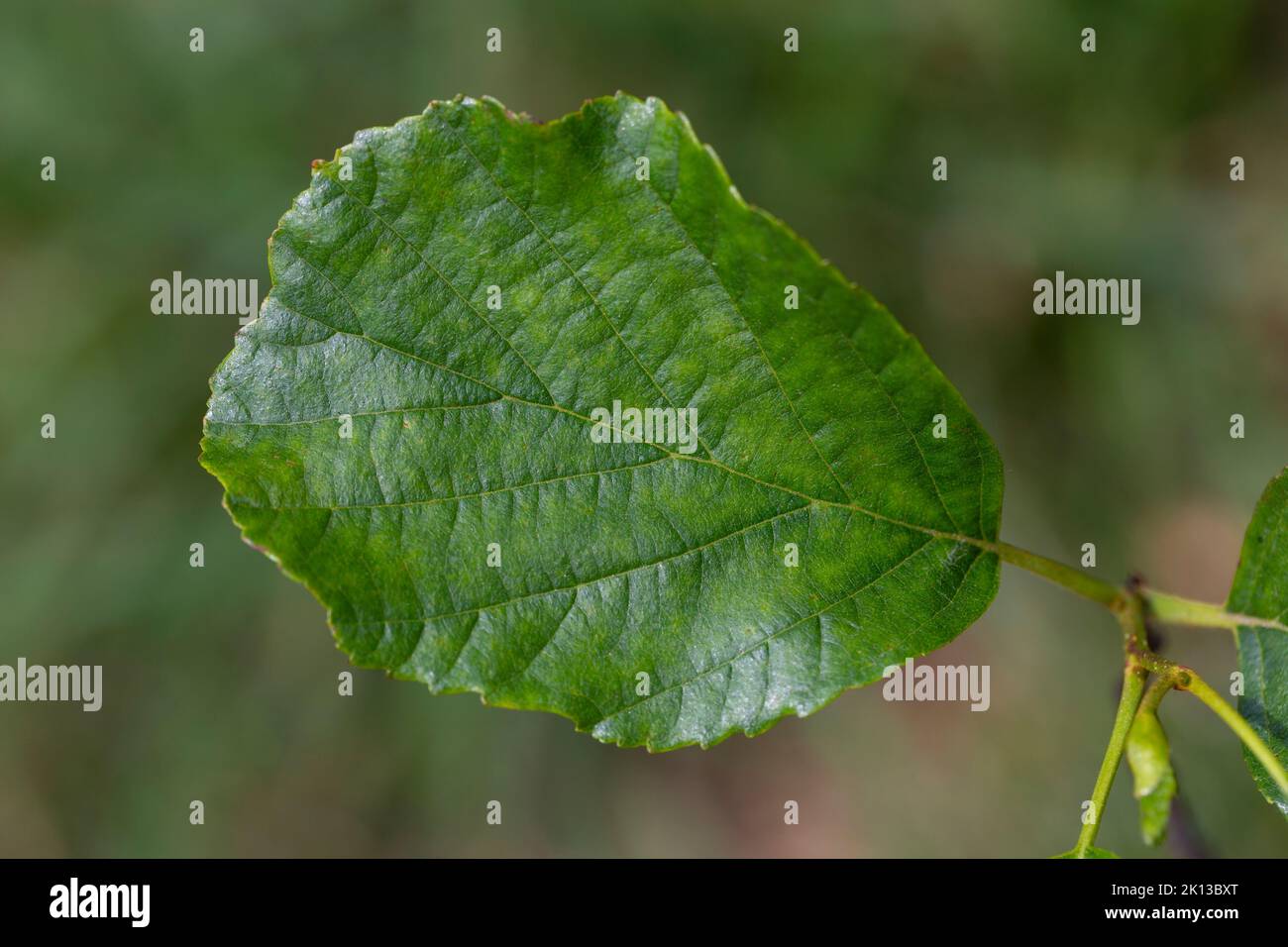 Alnus glutinosa leaf Stock Photo - Alamy