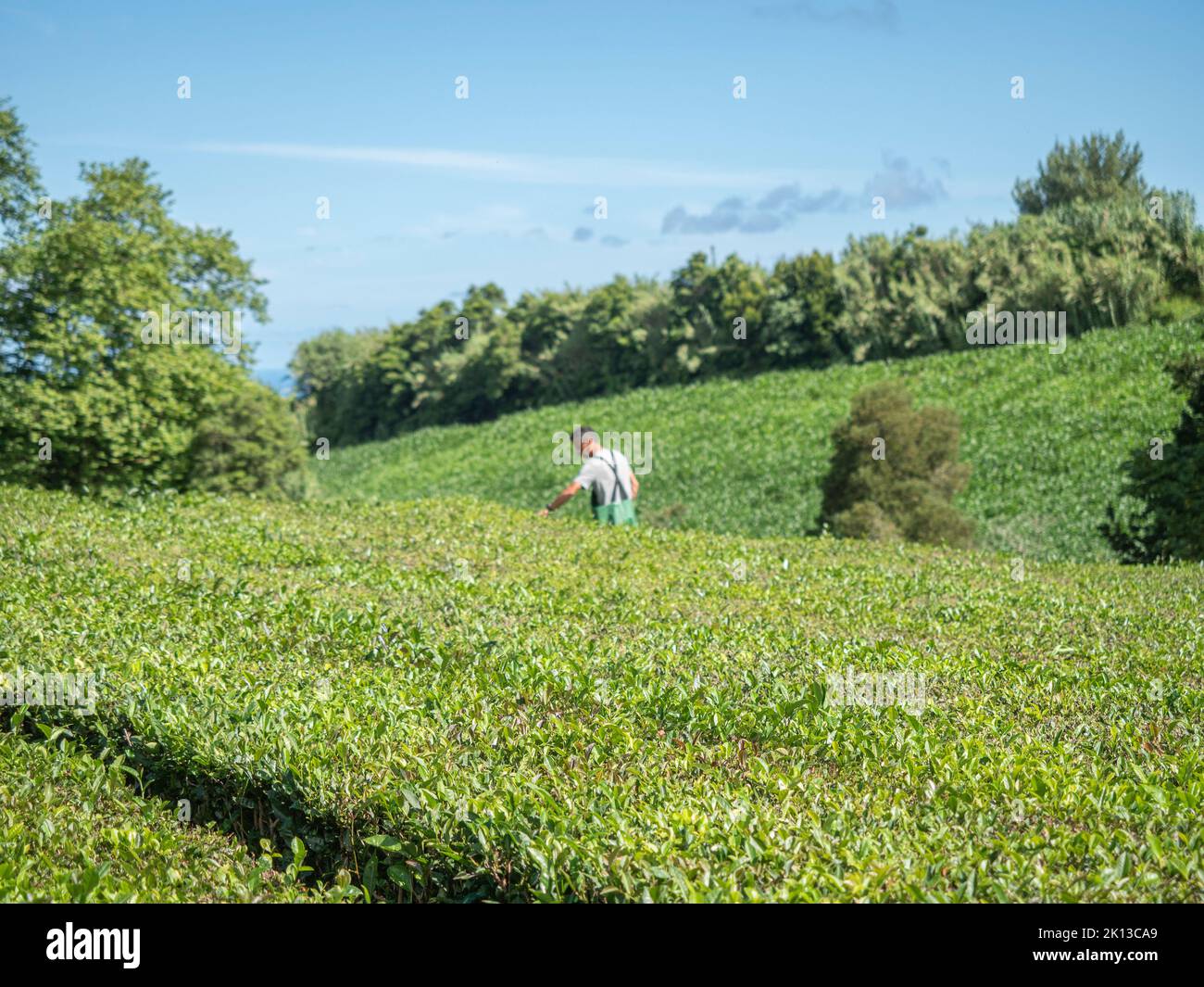 Tea Plantation workers on the Portuguese Azores island of Sao Miguel ...