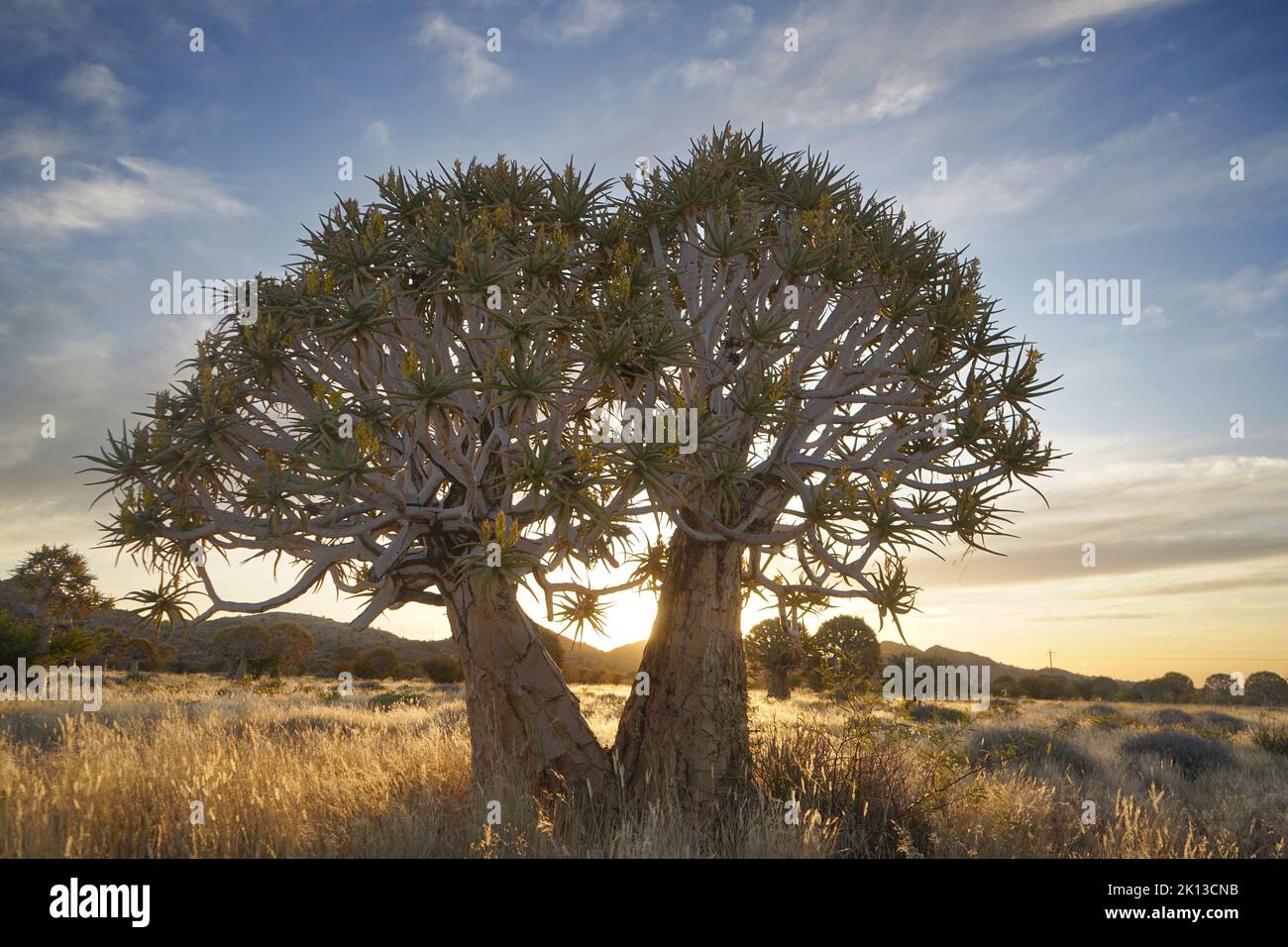 Quiver tree in desert landscape at sunset Stock Photo - Alamy