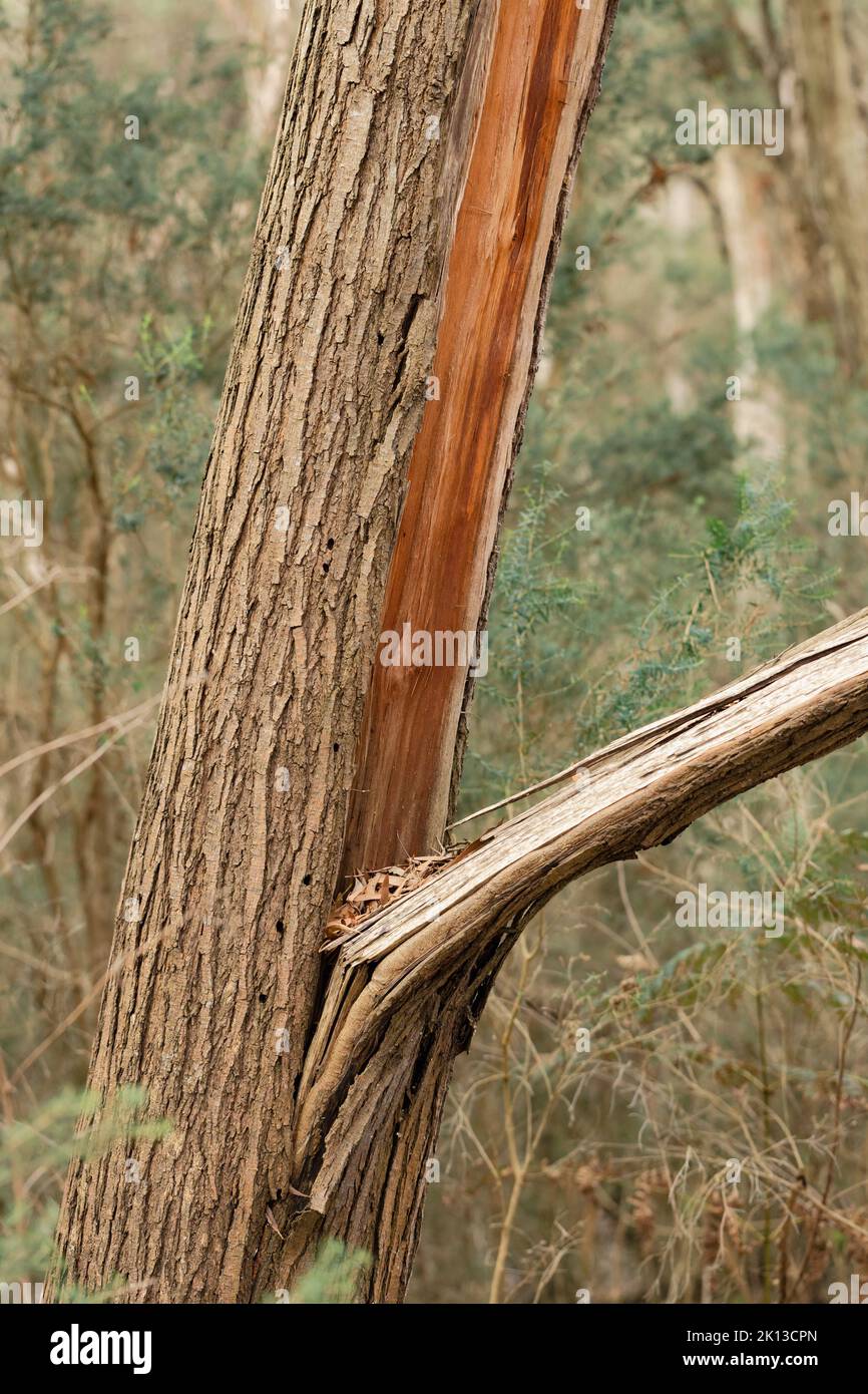 An Australian tree in the bush which has split in half Stock Photo - Alamy