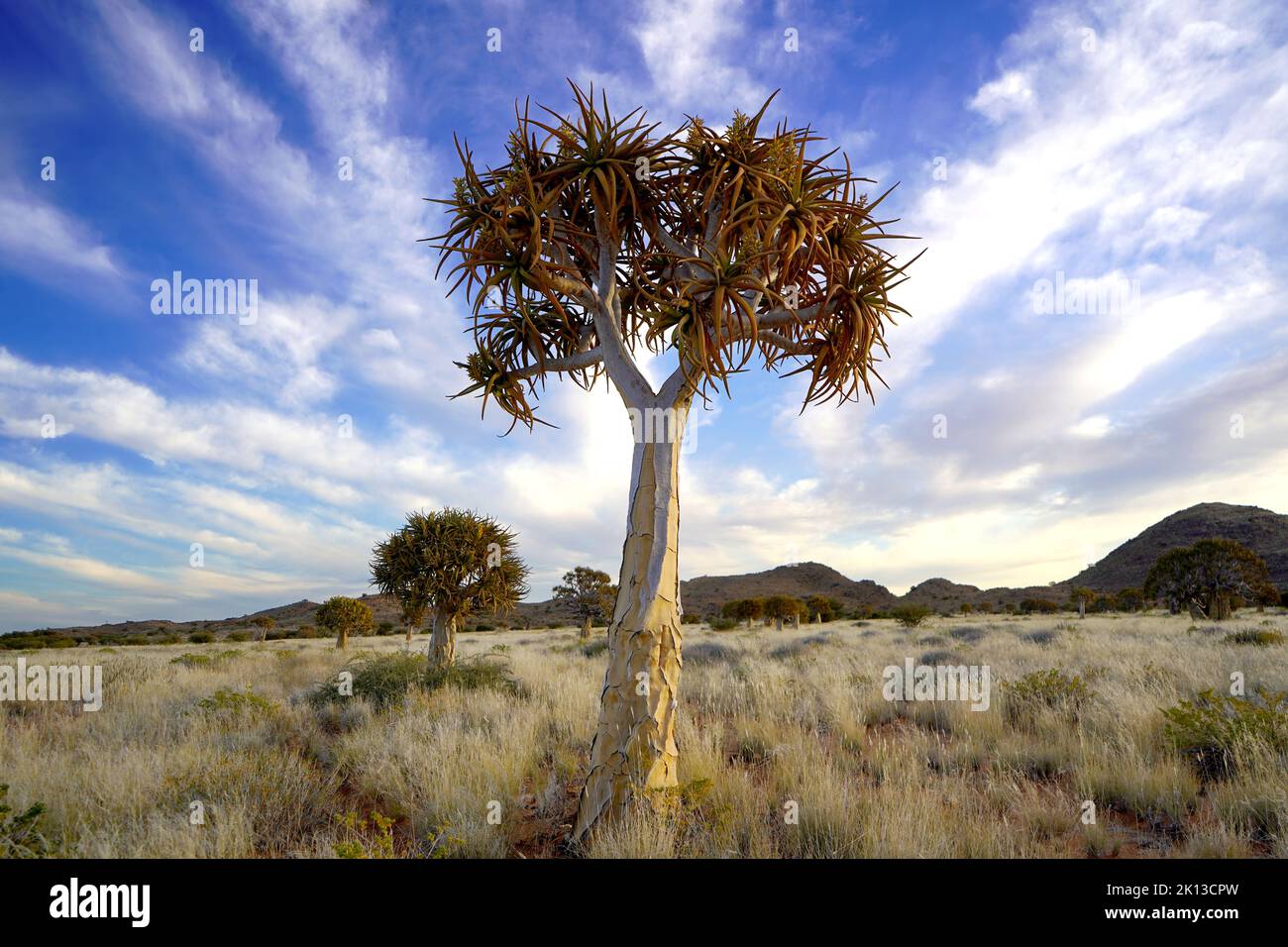 Quiver tree in desert landscape at sunset Stock Photo - Alamy