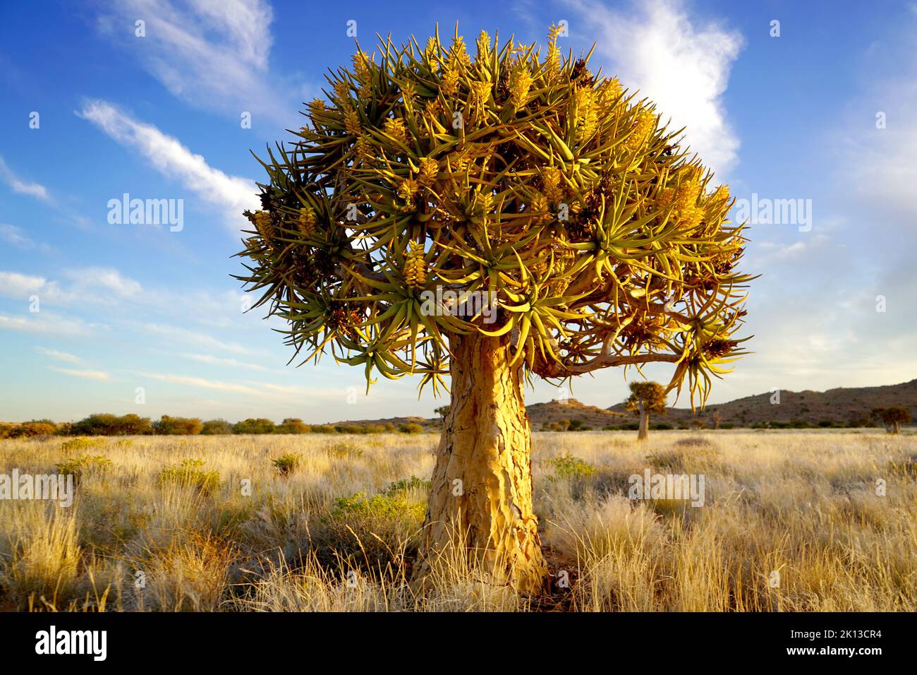 Beautiful quiver tree hi-res stock photography and images - Alamy