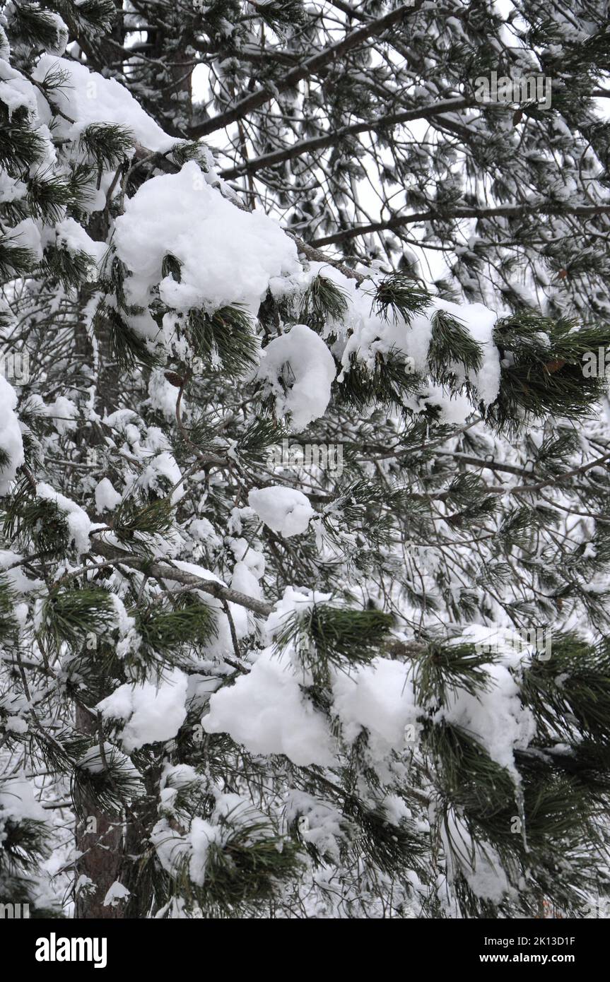 Heavy snow on trees in Croatia Stock Photo - Alamy
