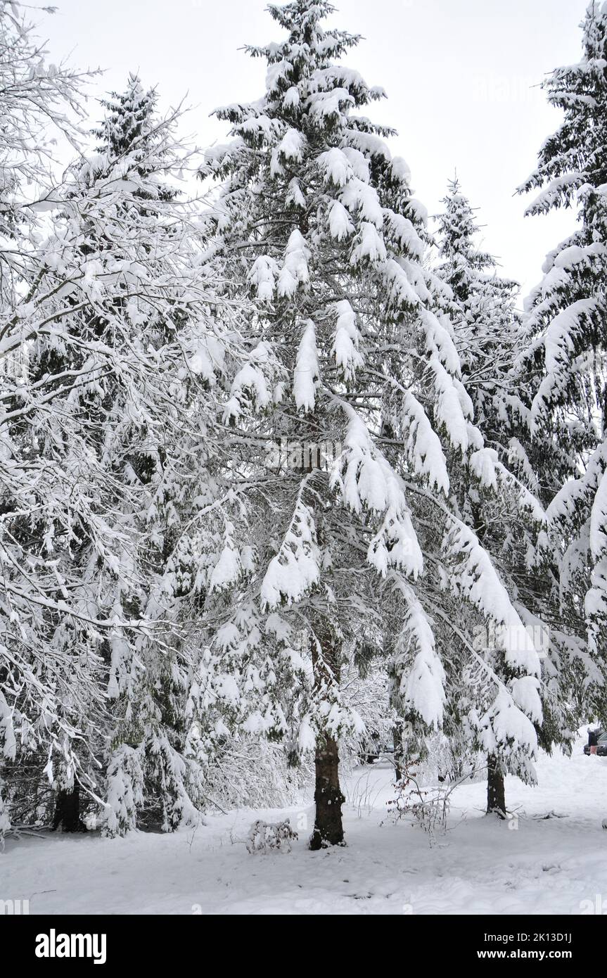 Heavy snow on trees in Croatia Stock Photo - Alamy