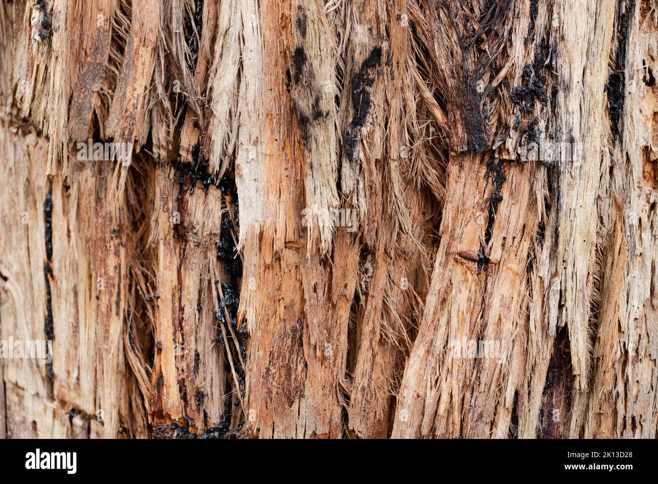 Australian native tree bark hi-res stock photography and images - Alamy