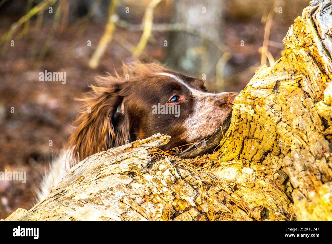 A closeup of an Irish red setter put its head on a tree trunk Stock ...