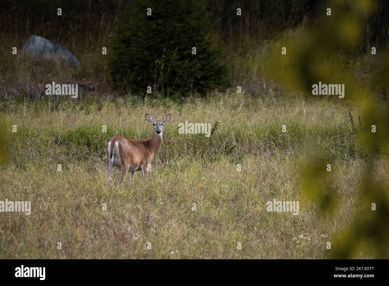 A deer turning and staring at the camera while eating grass with field ...