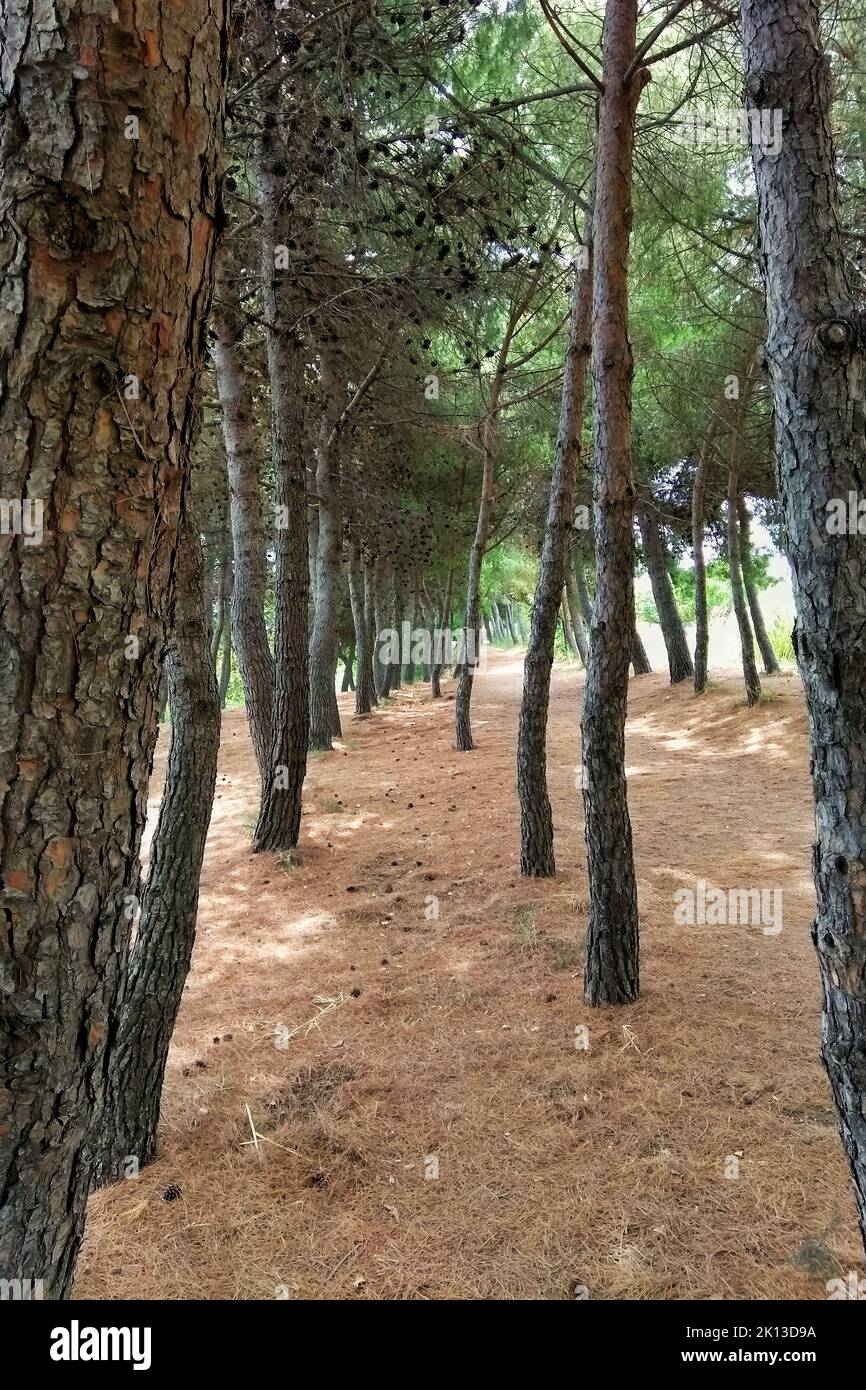 Beautiful vertical shot pathway hi-res stock photography and images - Alamy
