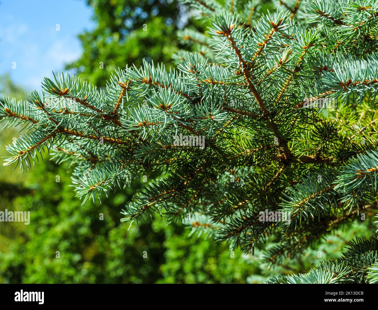 Blue spruce branch, needles of needles closeup Stock Photo - Alamy