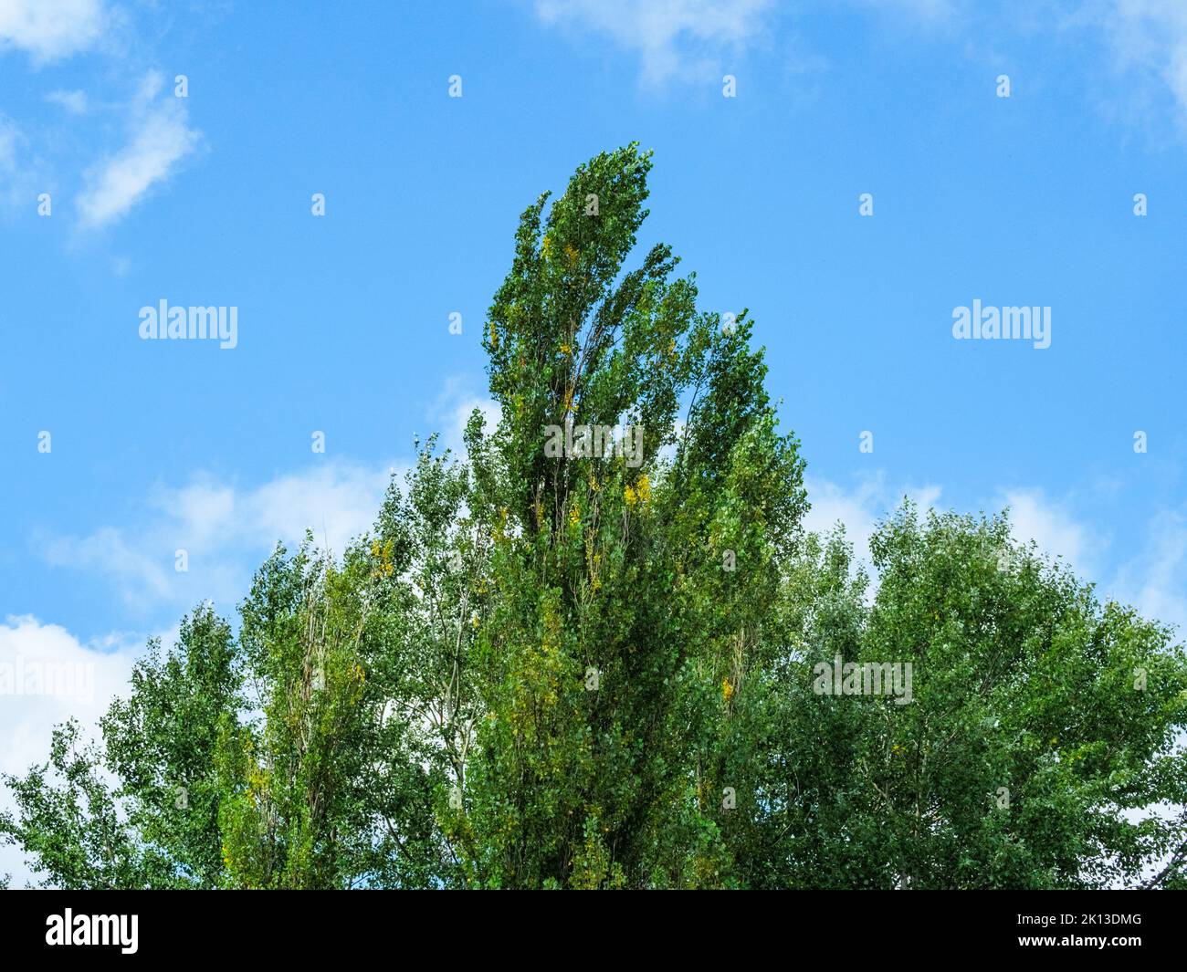 The top of the poplar bends in the wind weather Stock Photo - Alamy