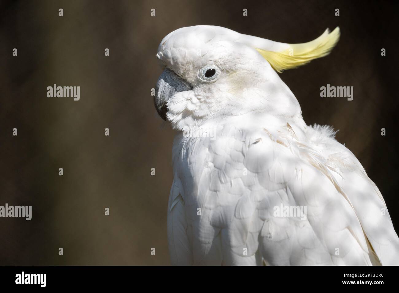 A closeup of a Sulphur-crested cockatoo Stock Photo - Alamy