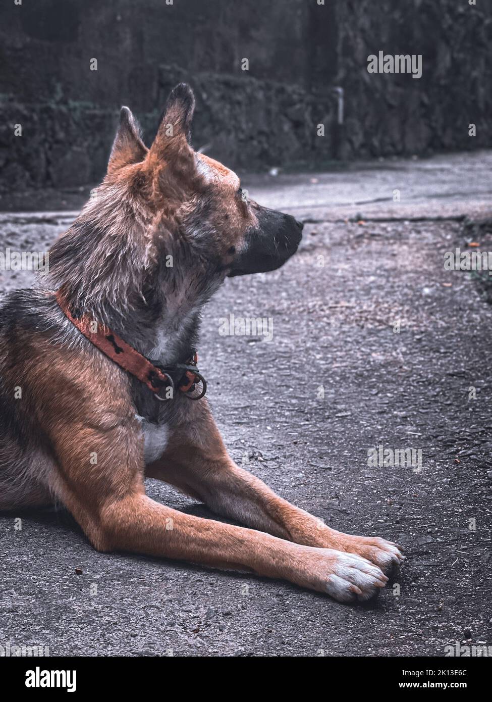 A vertical closeup shot of the German Shepherd in the street Stock ...