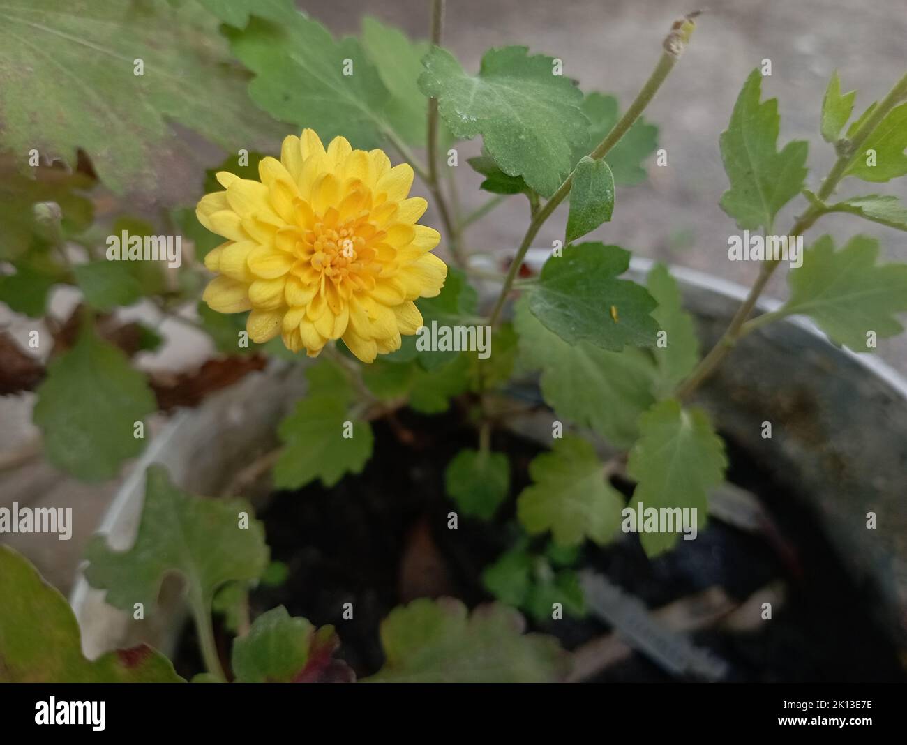 A yellow Chrysanthemum indicum flower in a metal pot Stock Photo - Alamy