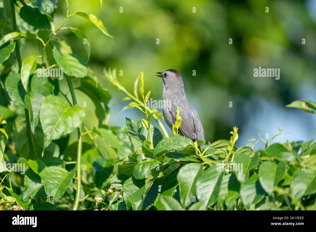 A selective focus of a grey catbird standing on a thin branch of a tree ...