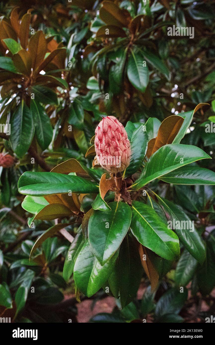 A vertical shot of a blooming Magnolia officinalis growing outdoor ...