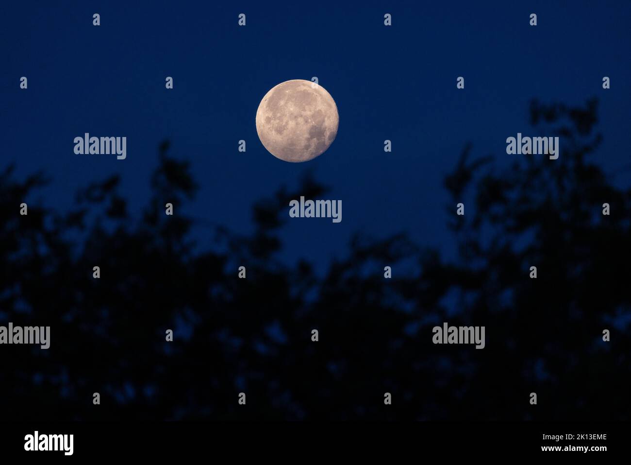 The nearly full moon with craters visible sets behind trees at dawn ...
