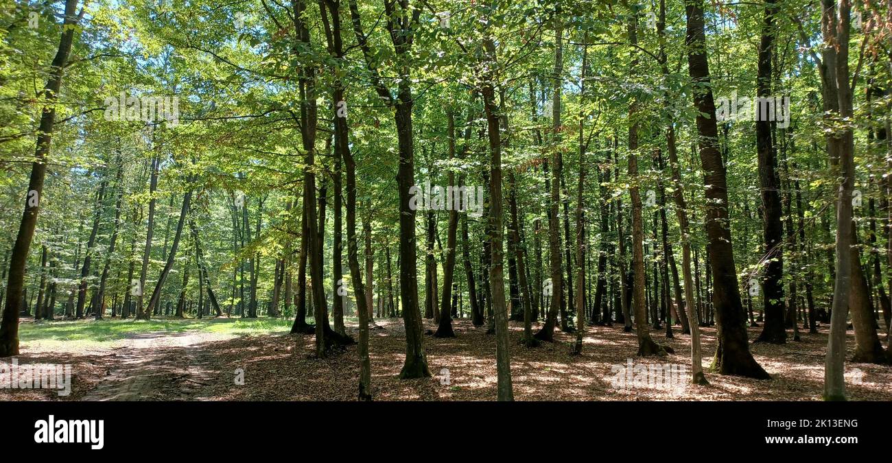 A beautiful jungle long trees on a sunny day Stock Photo - Alamy