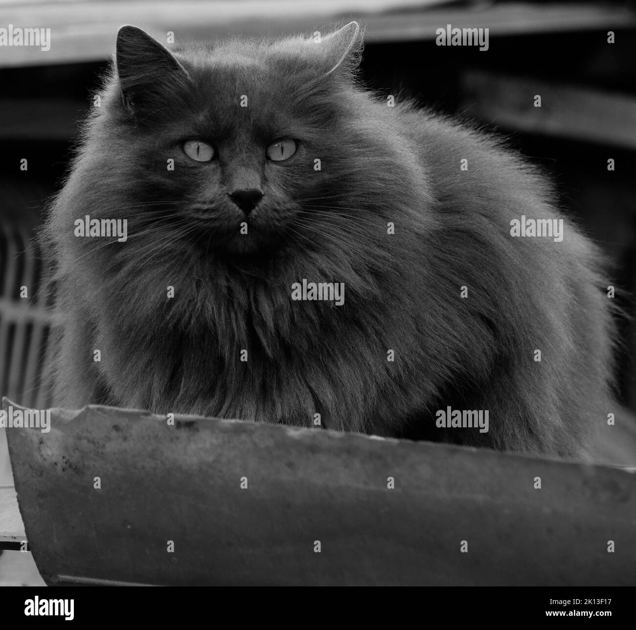 A grayscale shot of a beautiful cat with long fur Stock Photo - Alamy