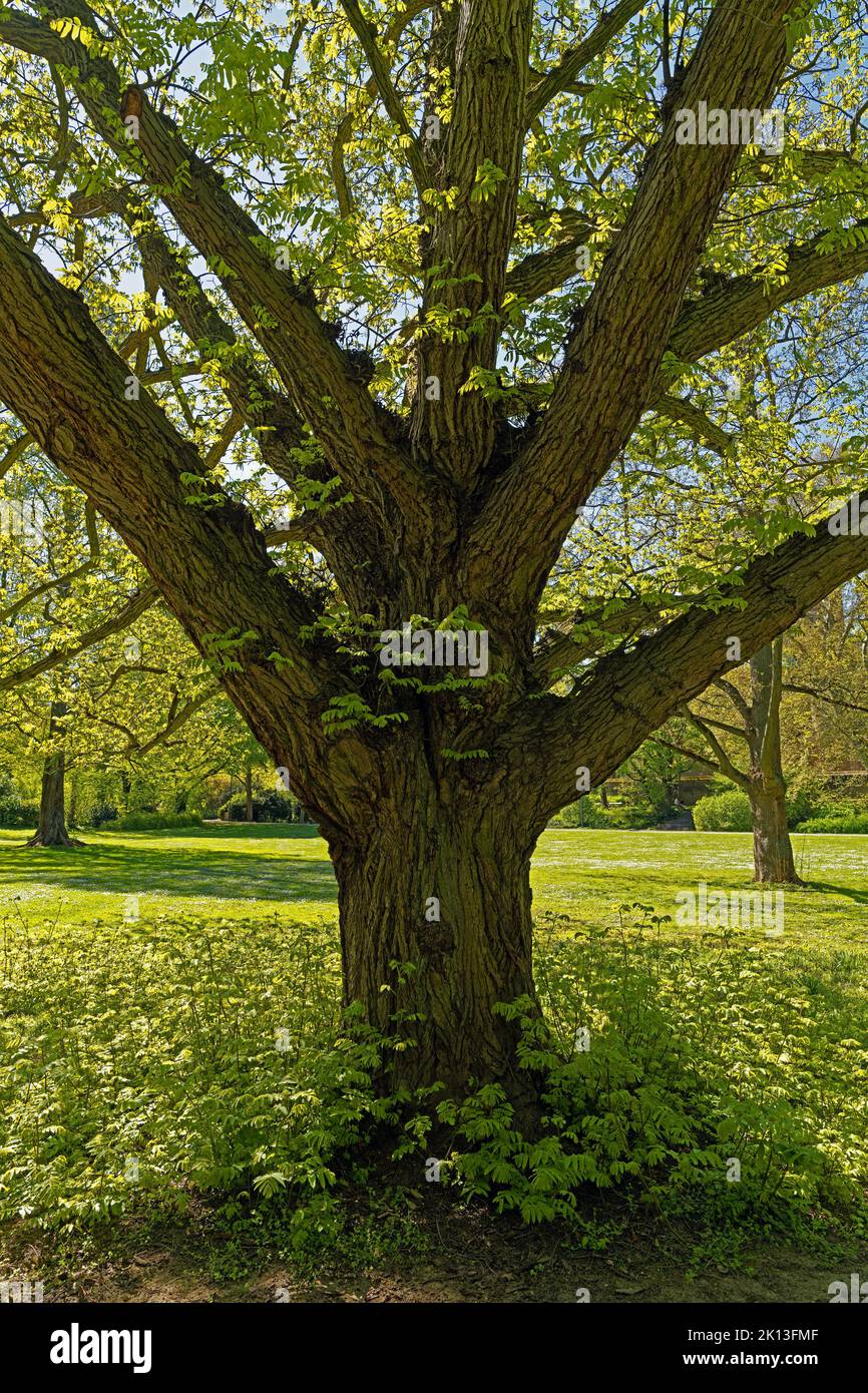 Baumstamm detail hi-res stock photography and images - Alamy