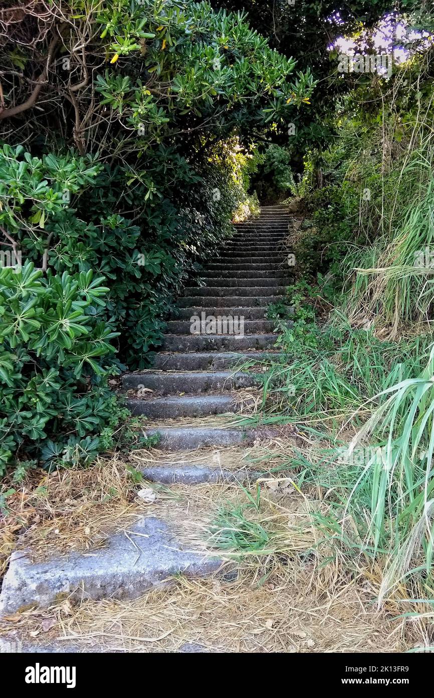 An old stairs covered with tall grasses Stock Photo - Alamy