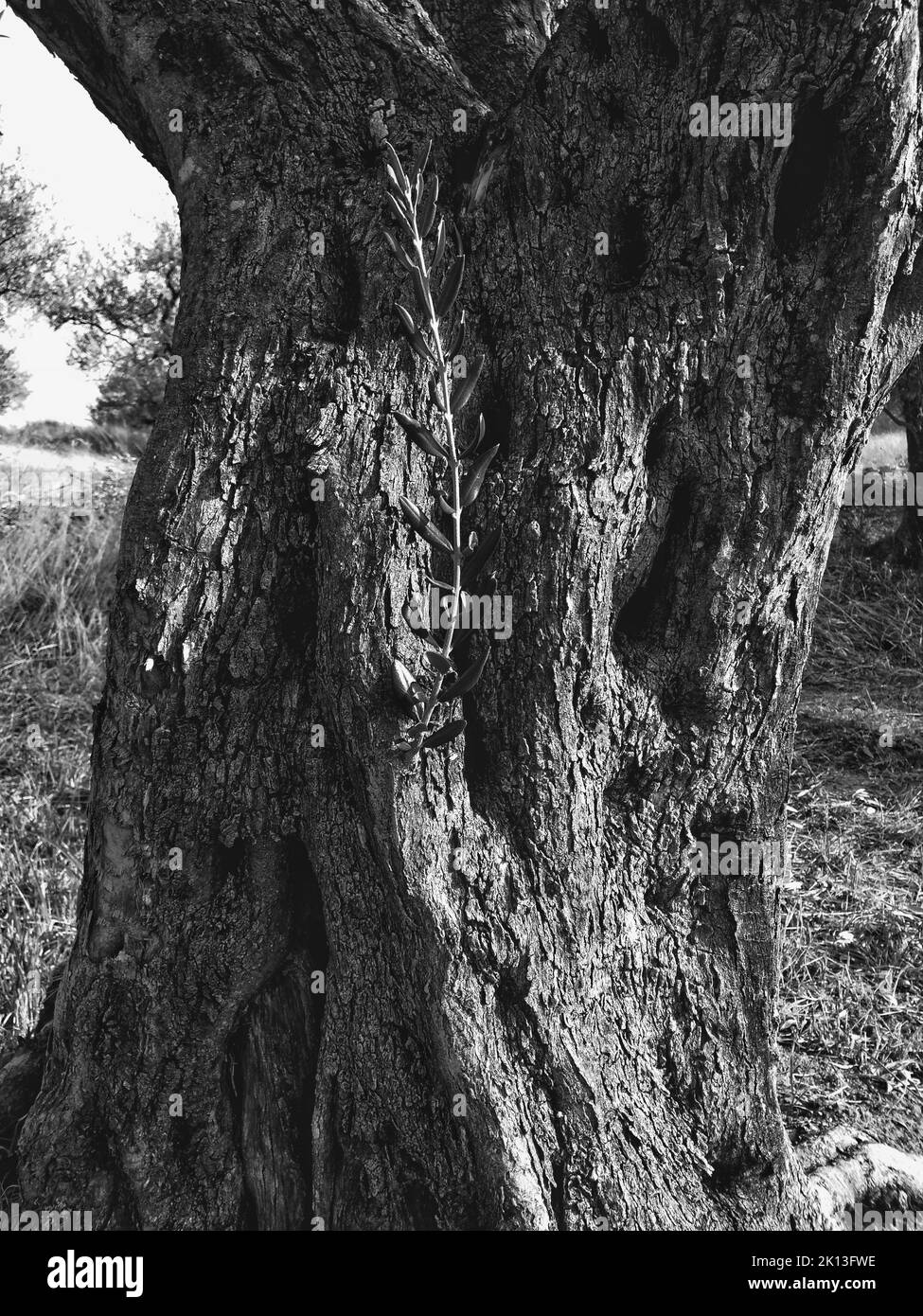 Old travel trunk Black and White Stock Photos & Images - Alamy