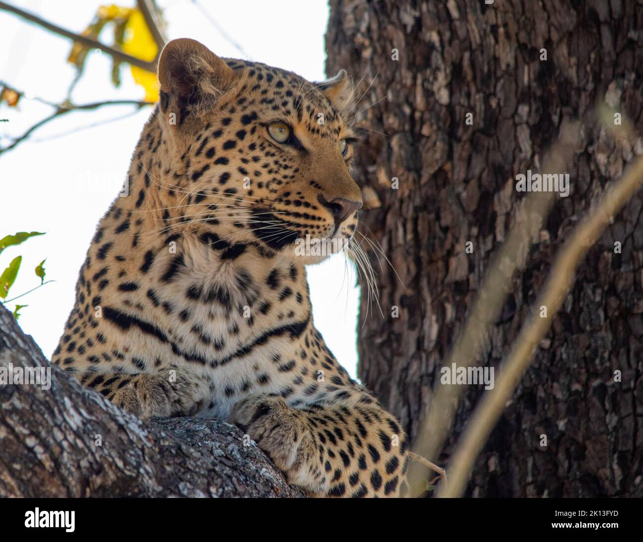 Portrait of a leopard resting in a tree to escape the hot African sun ...