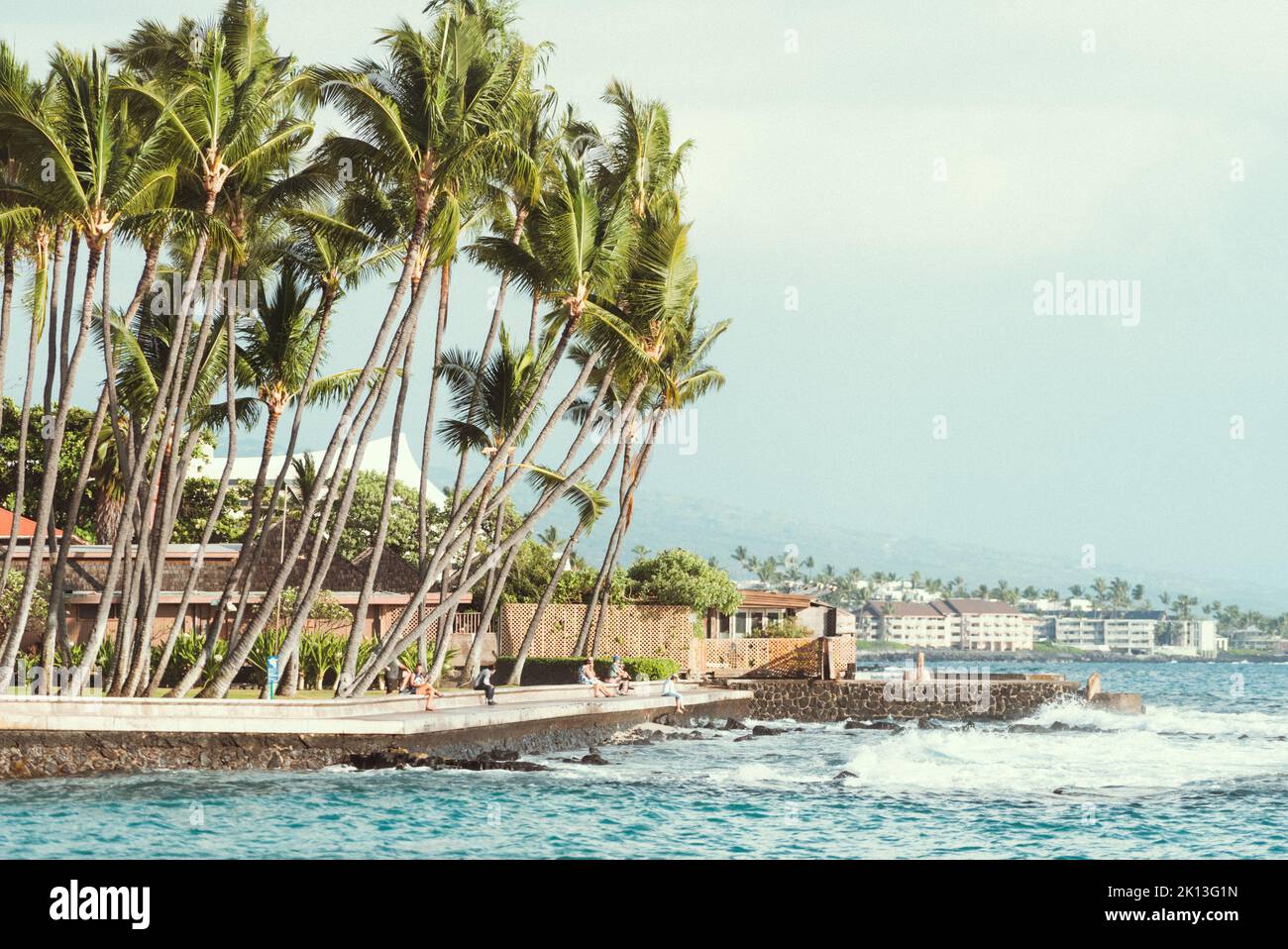 Hawaii Ocean Palm Trees