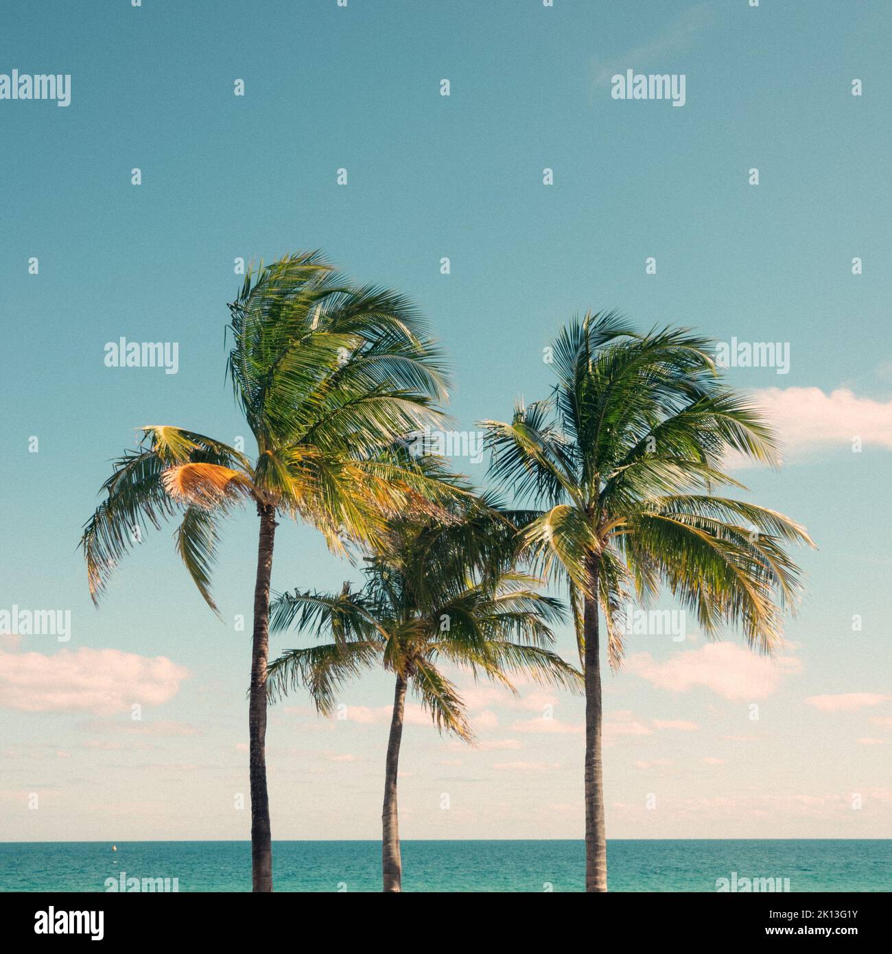 A beautiful shot of tropical palm trees blowing in the wind on the ...