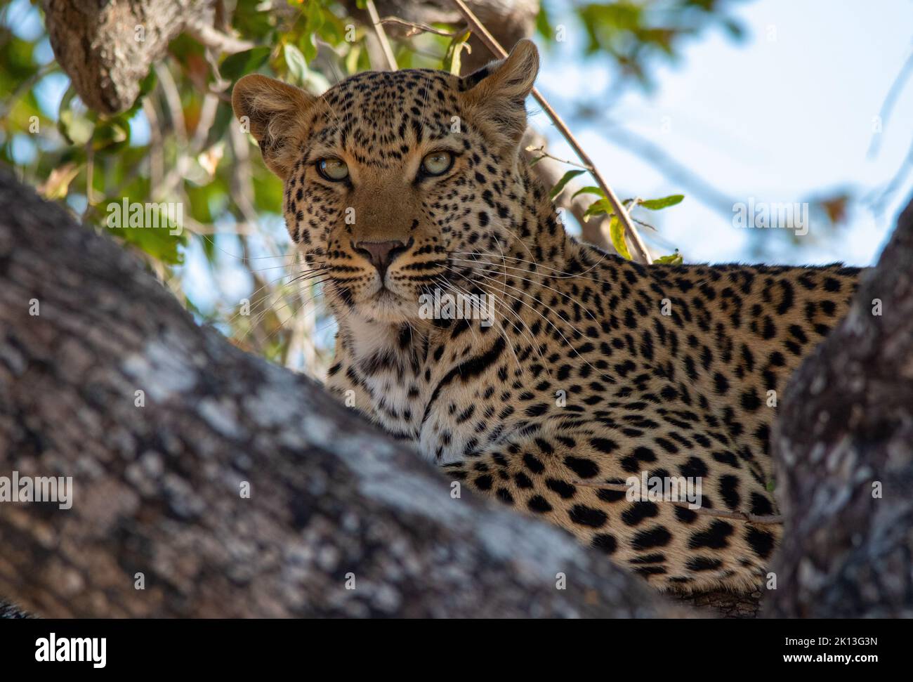 Portrait of a leopard resting in a tree to escape the hot African sun ...