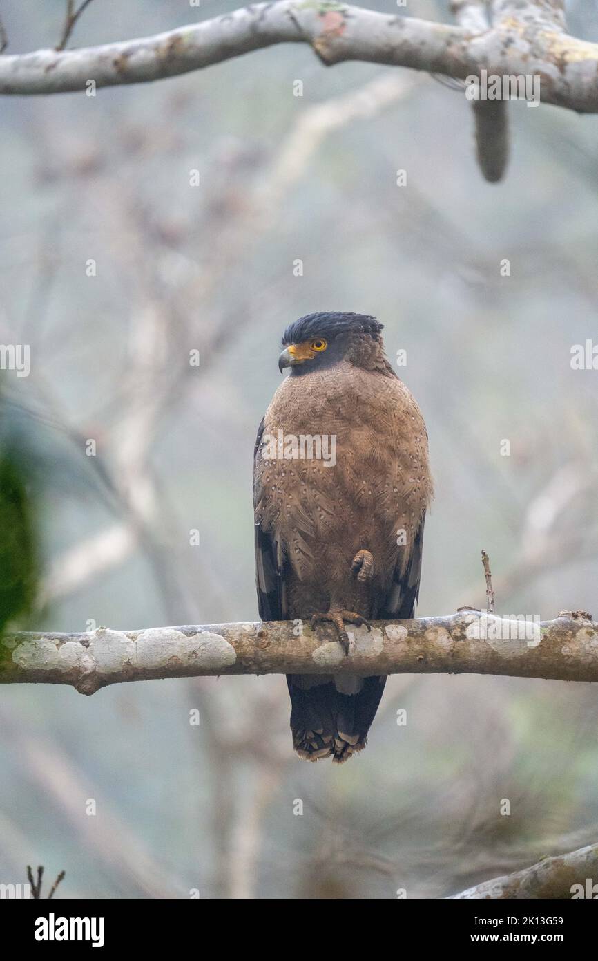 A vertical closeup of the crested serpent eagle, Spilornis cheela ...