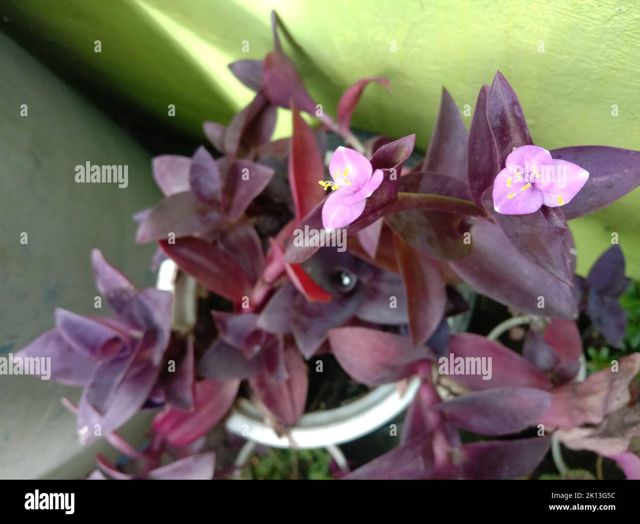 Cradle plant hi-res stock photography and images - Alamy