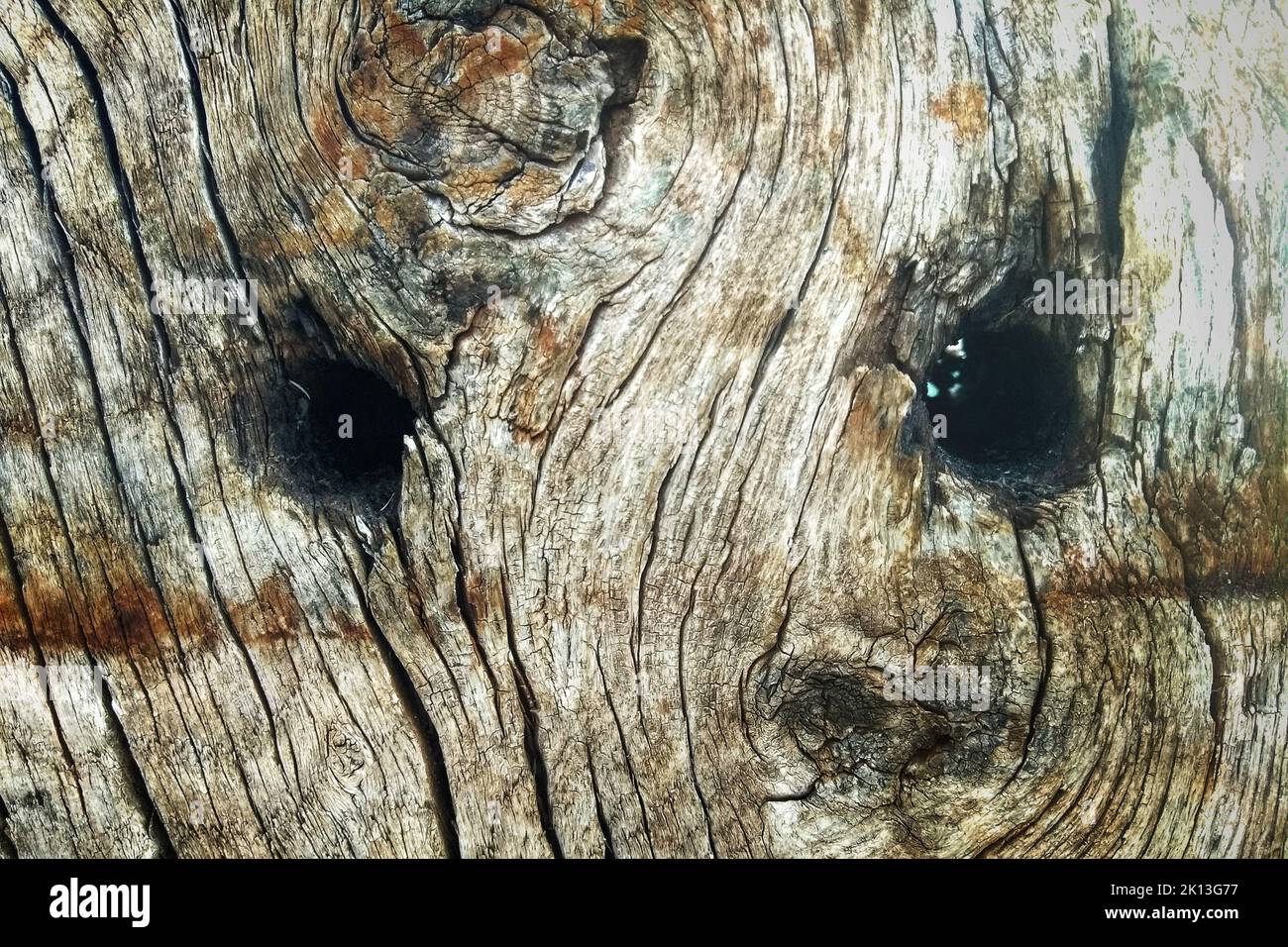 Closeup shot wood texture hi-res stock photography and images - Alamy