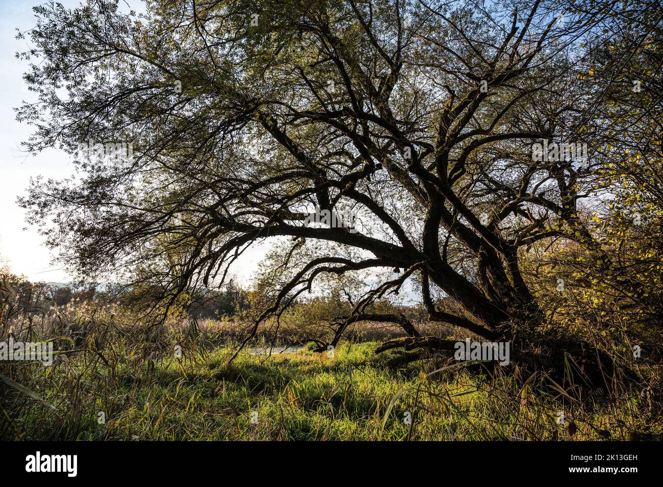 River floodplain ecosystem hi-res stock photography and images - Alamy
