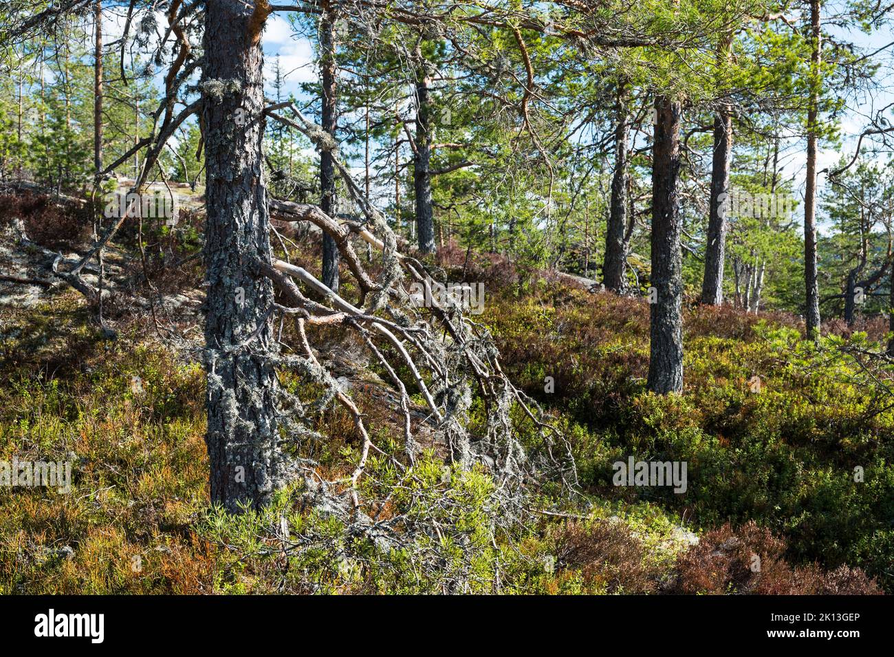 Wald bei Solheim in der Gem. Kongsberg am 24.04.22. *** Local Caption ...