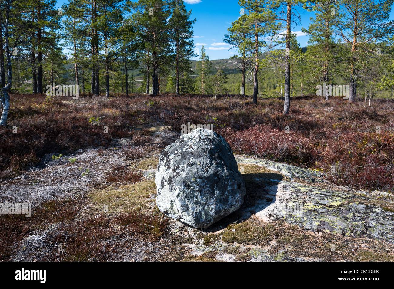 Wald bei Solheim in der Gem. Kongsberg am 24.04.22. *** Local Caption ...