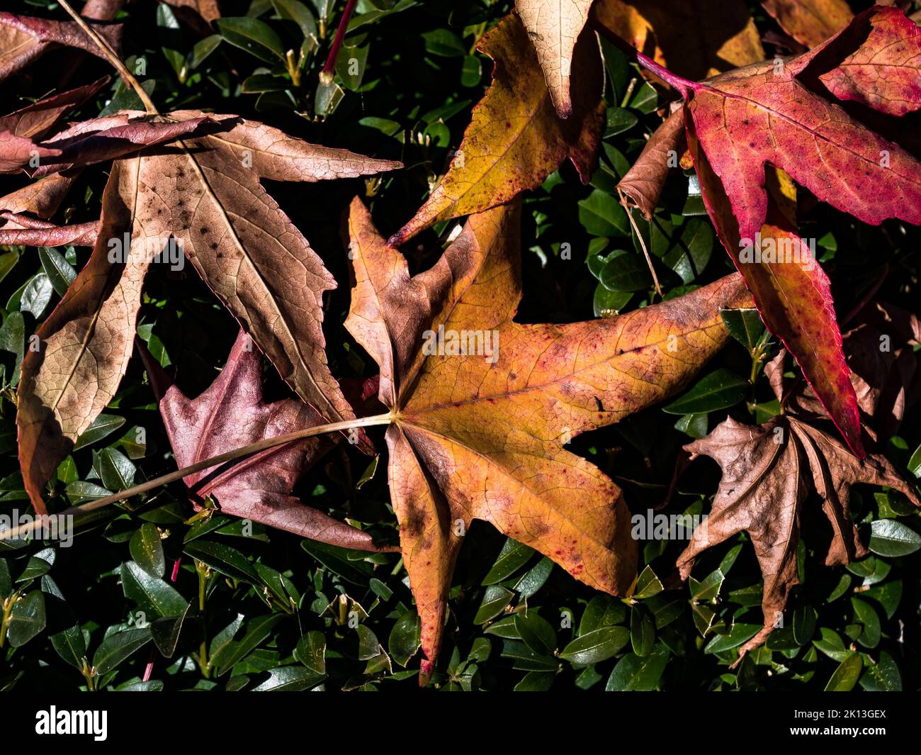Acer palmatum herbst hi-res stock photography and images - Alamy