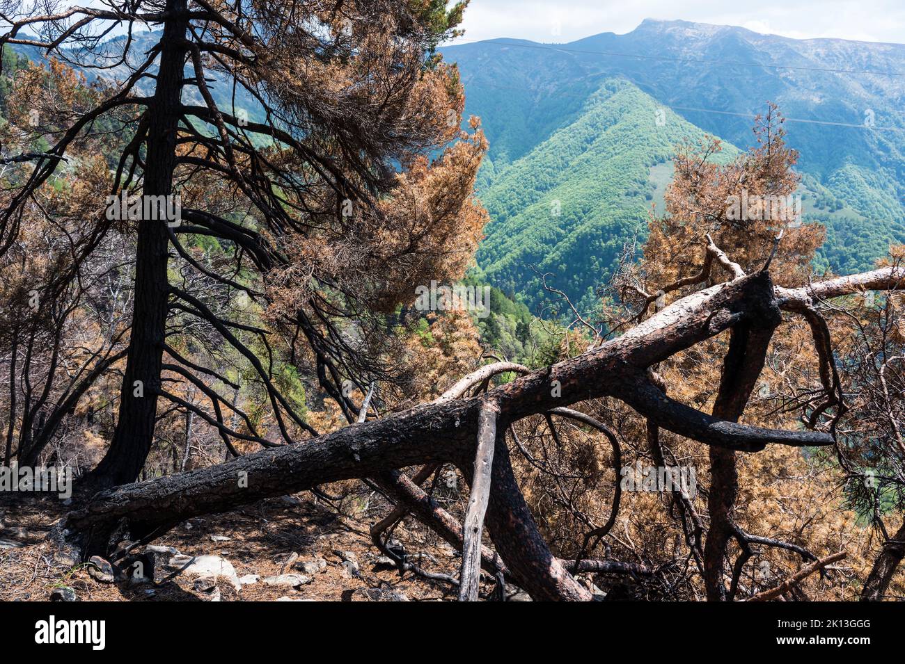Am Südabhang des Monte Gambarogno in der Gem. Gambarogno am 11.05.2022. *** Local Caption ...