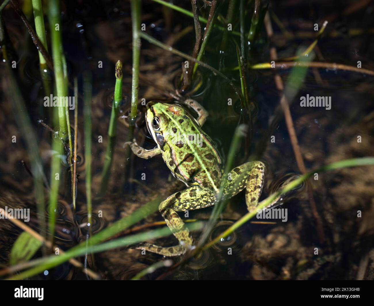 Wasserfrosch im Auried beim Fluss Saane in der Gem. Kleinbösingen am 19 ...