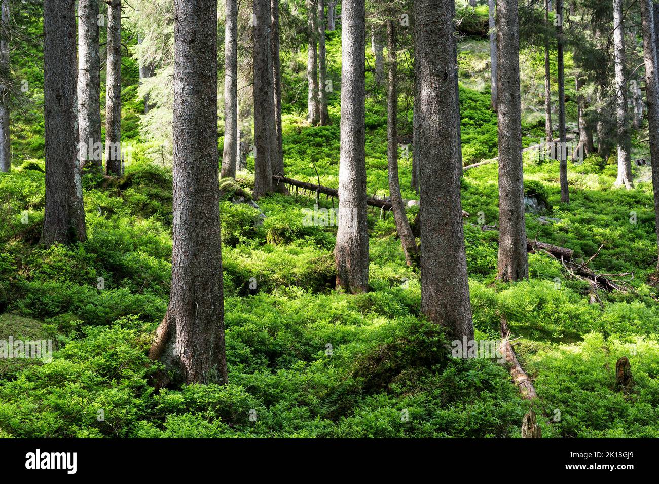 Im Charrefeld Grüeneberg in der Gem. Eriz am 27.05.22. *** Local ...