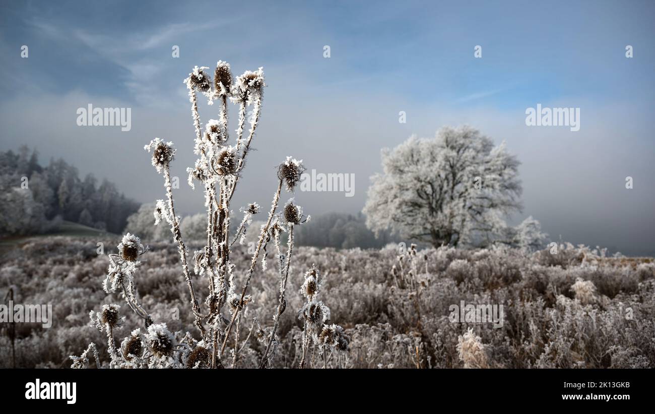 Dipsacus pilo hi-res stock photography and images - Alamy
