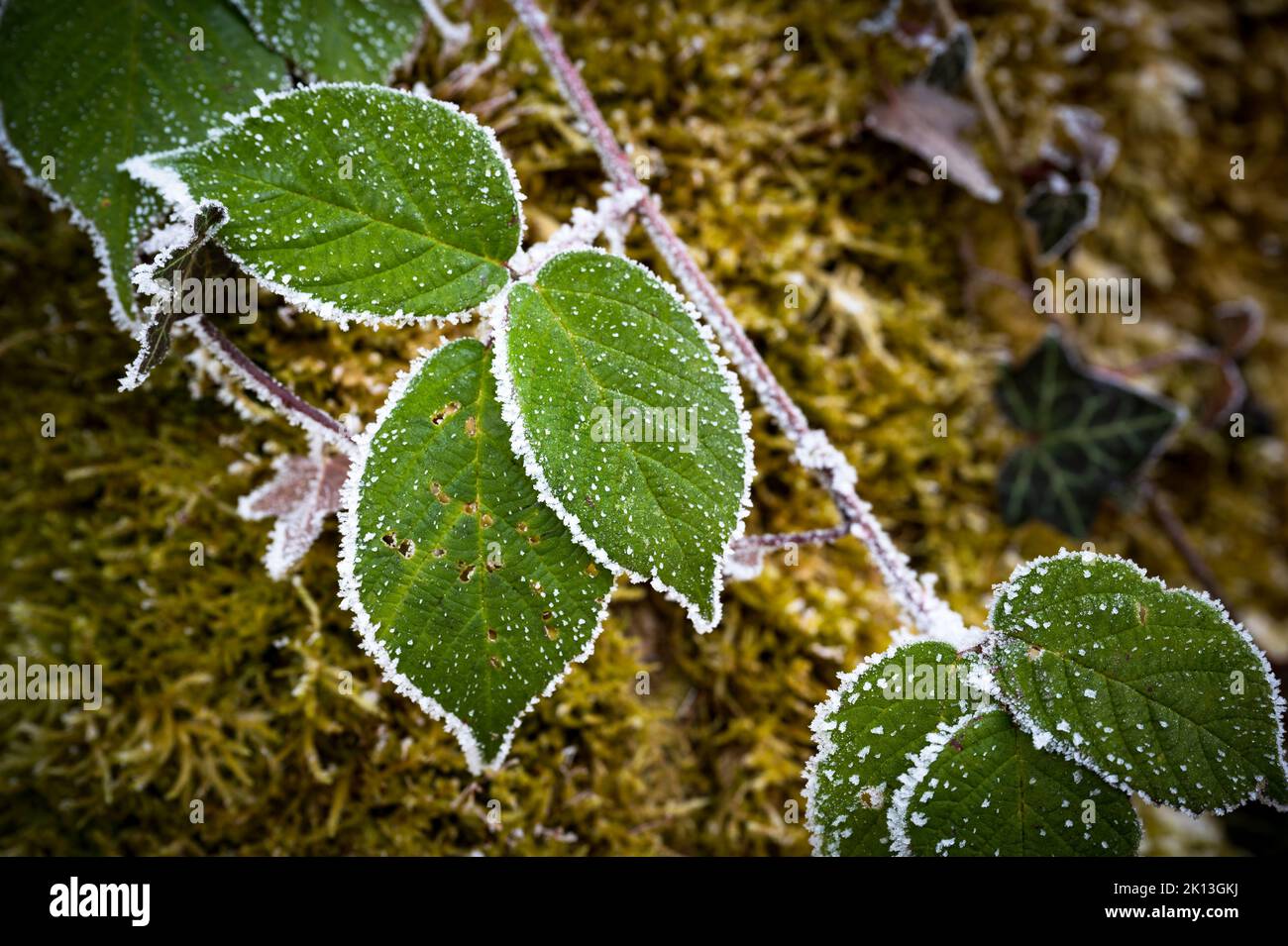 Chuewe hi-res stock photography and images - Alamy