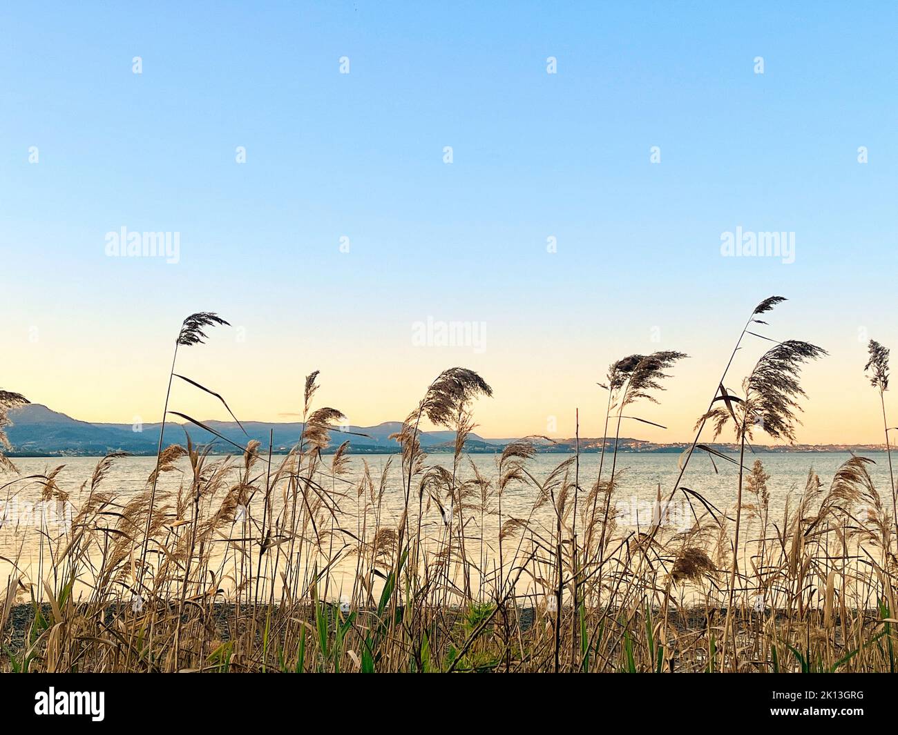 A ligned line of Common reed plants by a lake under sunset sky Stock ...