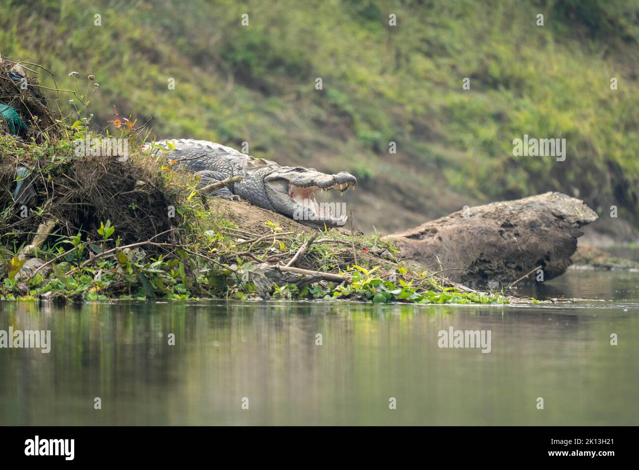 A Nile crocodile with a mouth open by a pond Stock Photo - Alamy