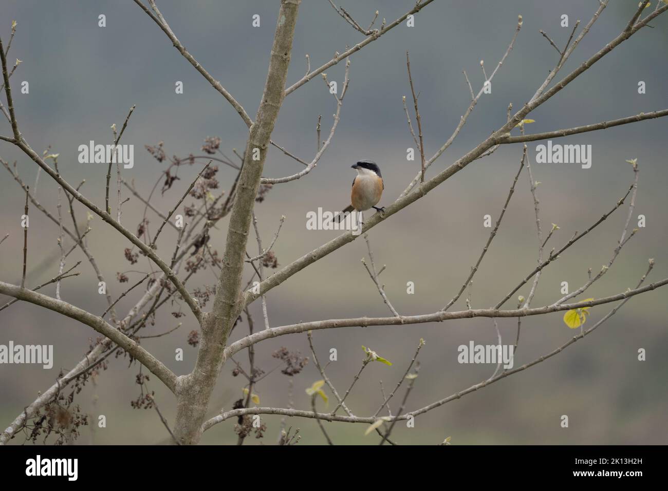 A small typical shrike on a branch Stock Photo - Alamy
