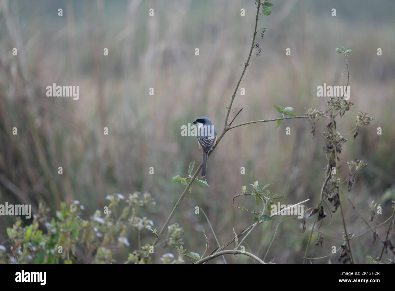 A small typical shrike on a branch Stock Photo - Alamy
