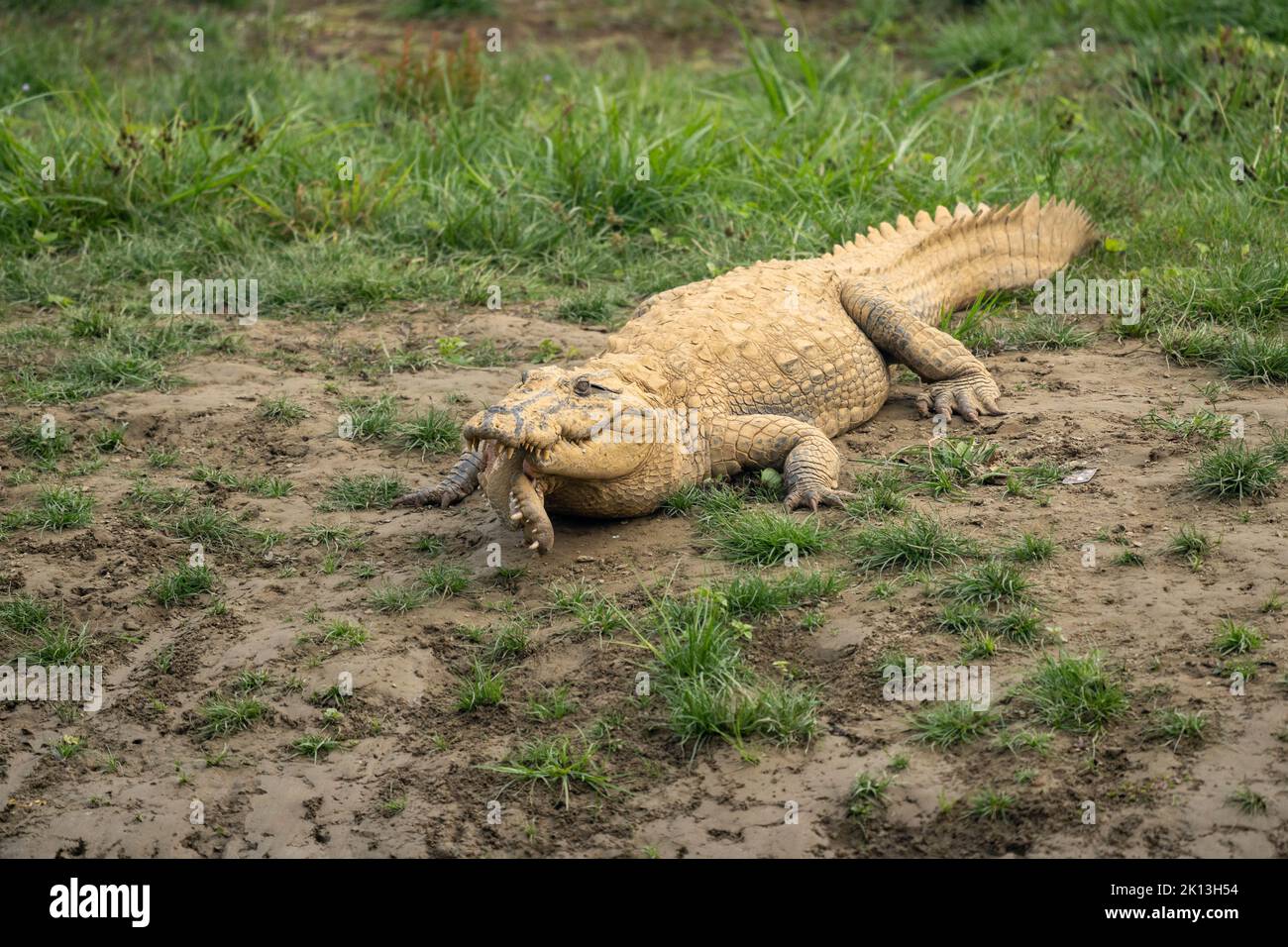 A Nile crocodile laying on the ground Stock Photo - Alamy